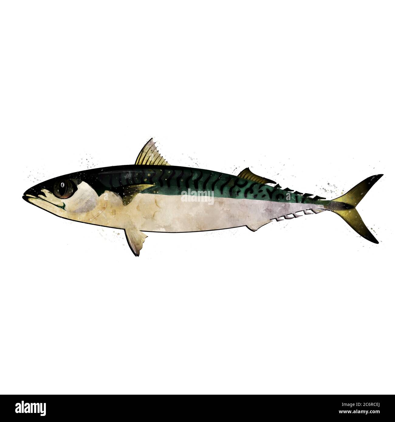 Mackerel fish graphic hi-res stock photography and images - Alamy