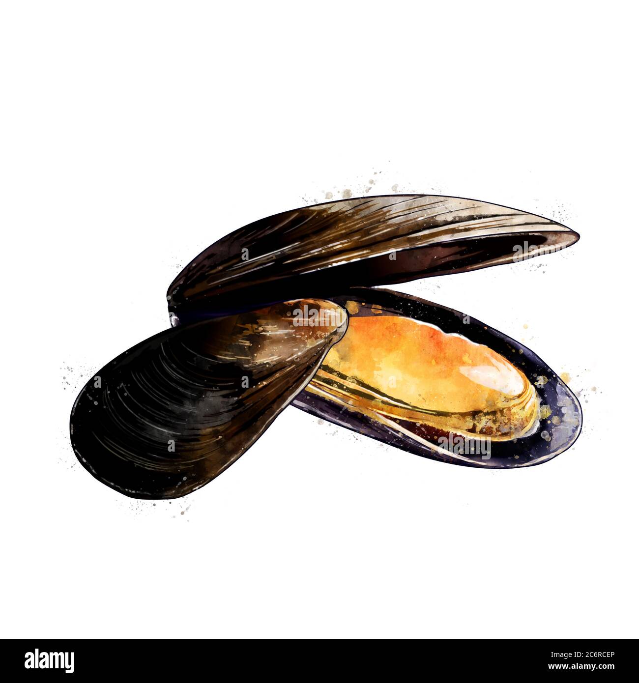 Mussels, watercolor isolated illustration of bivalve mollusks Stock ...