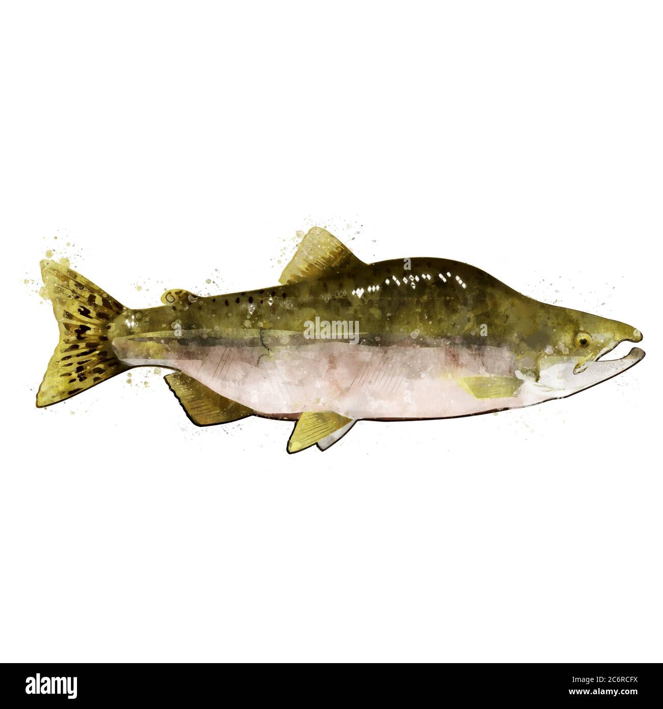 Pink Salmon male, watercolor isolated illustration of a fish Stock ...
