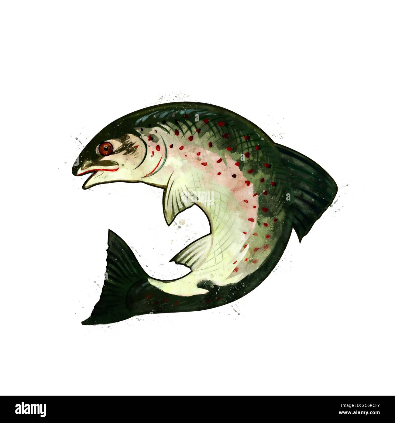Salmon, watercolor isolated illustration of a curved fish Stock Photo ...