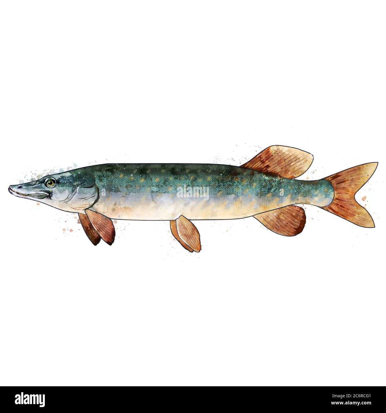 Pike, watercolor isolated illustration of a fish Stock Photo - Alamy