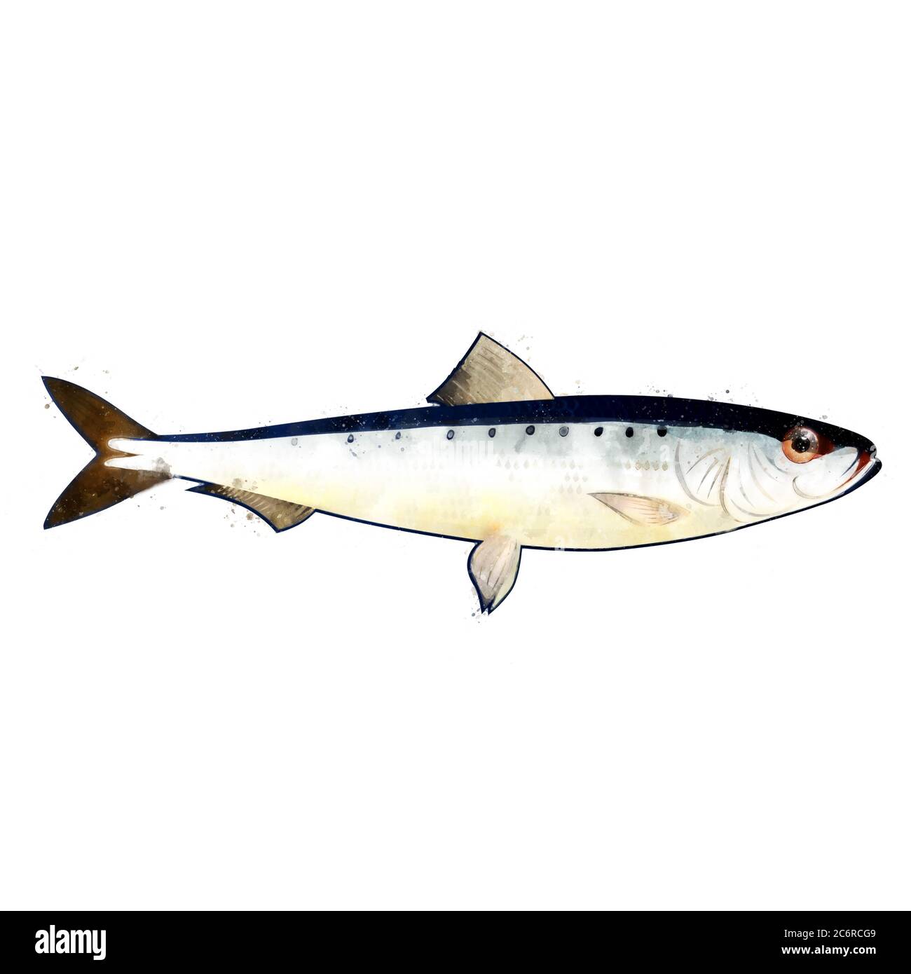 Pilchard, watercolor isolated illustration of a fish Stock Photo - Alamy