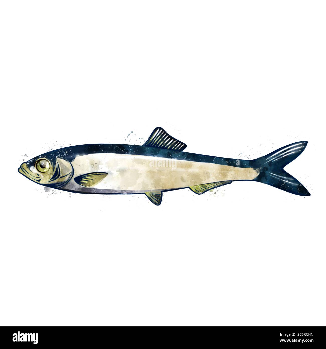 Sprat fishing hi-res stock photography and images - Alamy