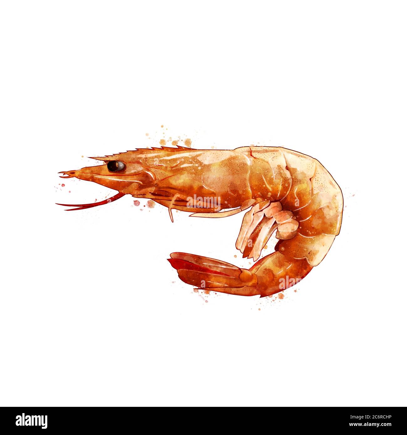 Shrimp Watercolor