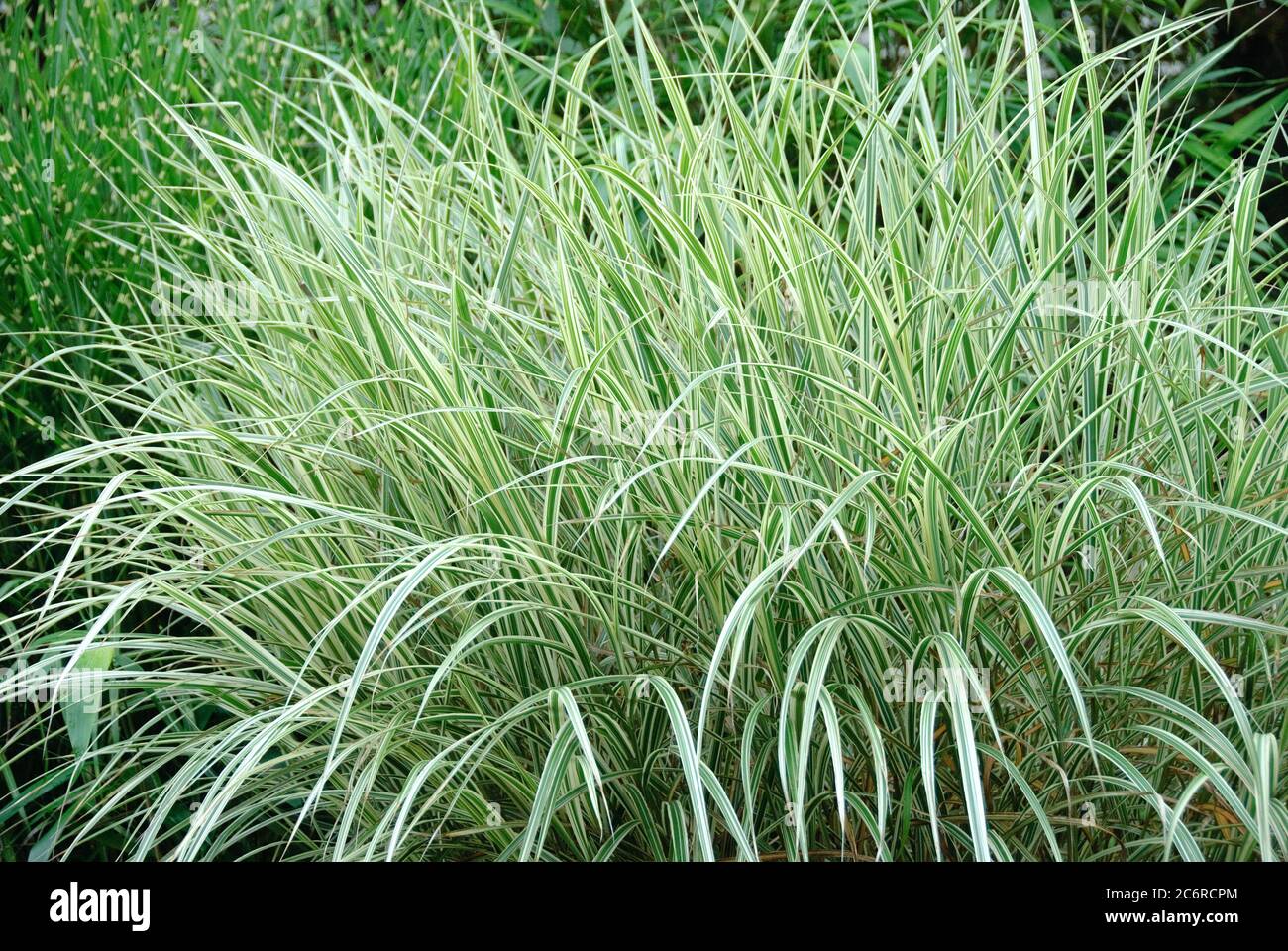Chinaschilf Miscanthus sinensis Variegatus, Miscanthus Miscanthus ...