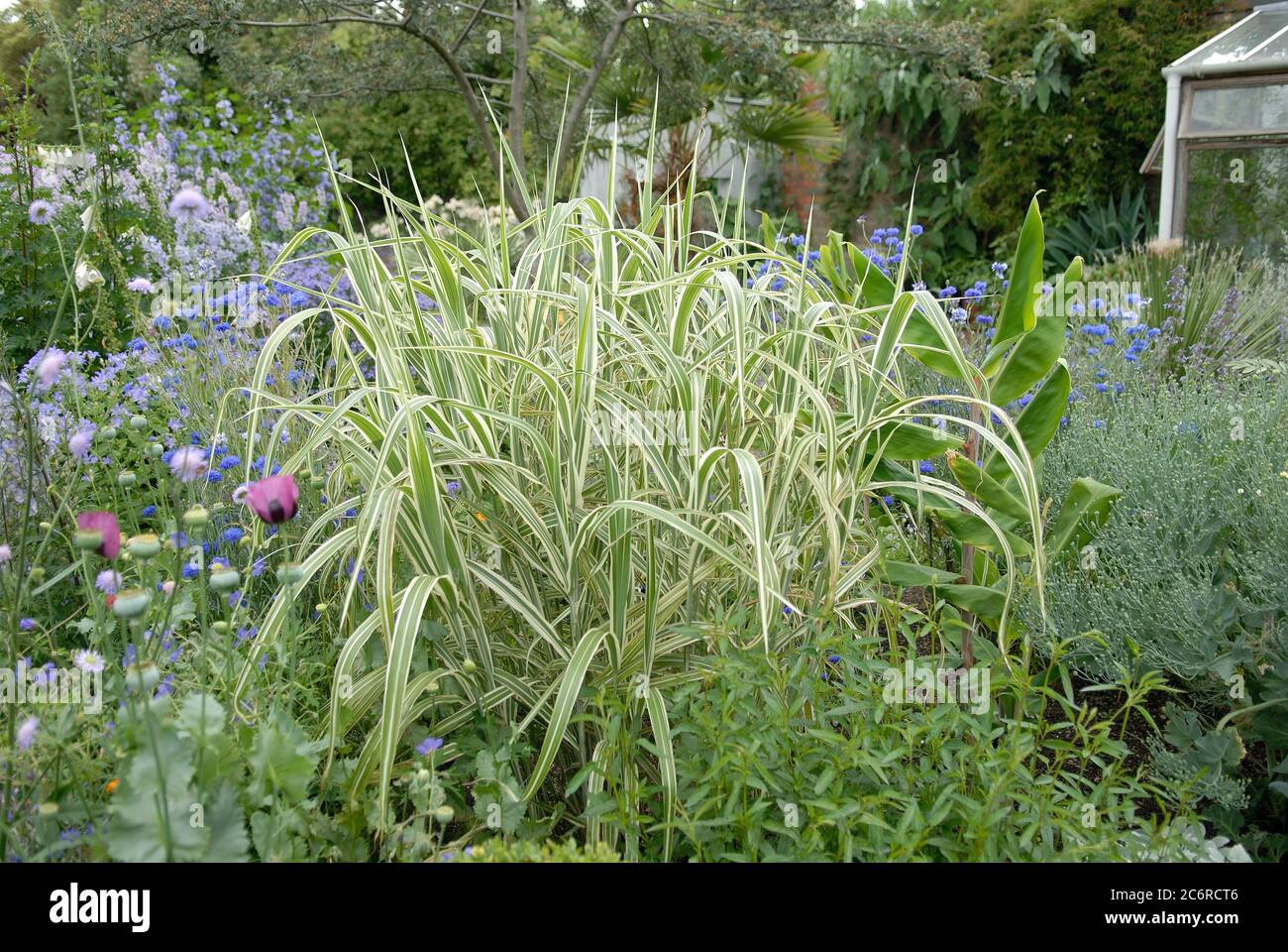 Miscanthus Sinensis Variegatus High Resolution Stock Photography and ...