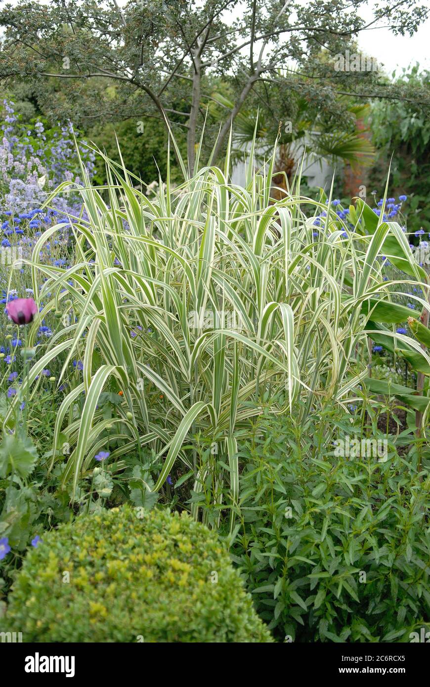 Miscanthus sinensis Variegatus, Miscanthus sinensis variegatus Stock ...