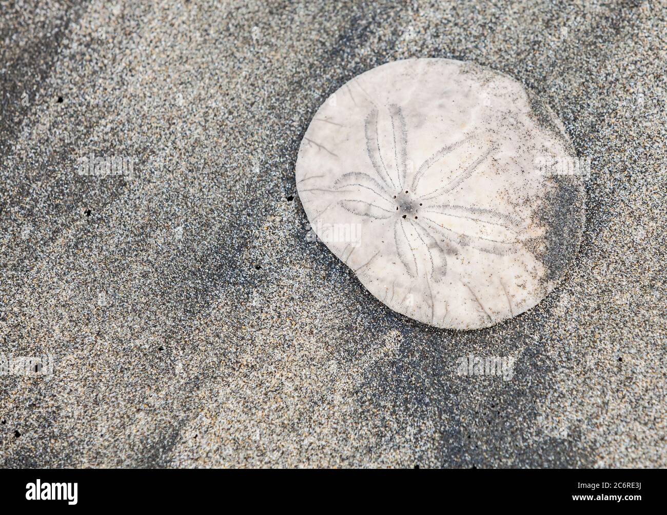 A Sand Dollar, a Sea Cookie, a Snapper Buscuit, or Pansy Shell. It's ...