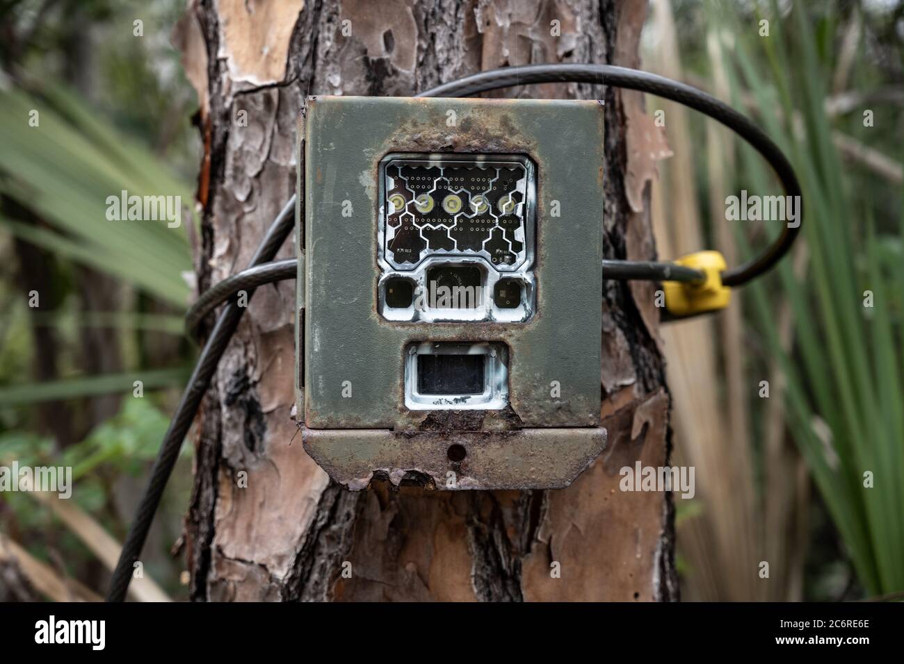 Camera on tree hi-res stock photography and images - Alamy
