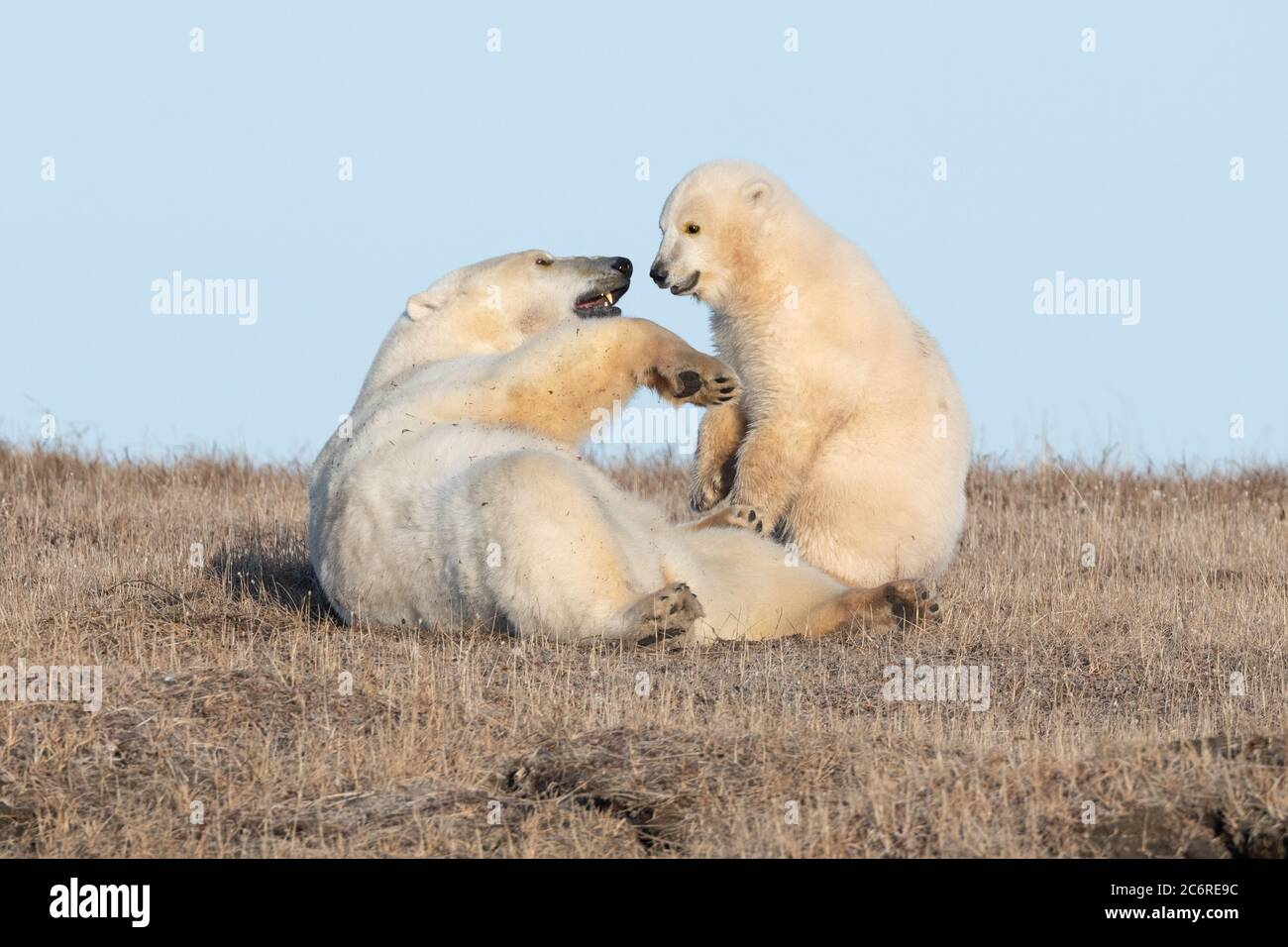 Polar bear mother & cub (Ursus maritimus) in Kaktovik, Alaska Stock Photo - Alamy