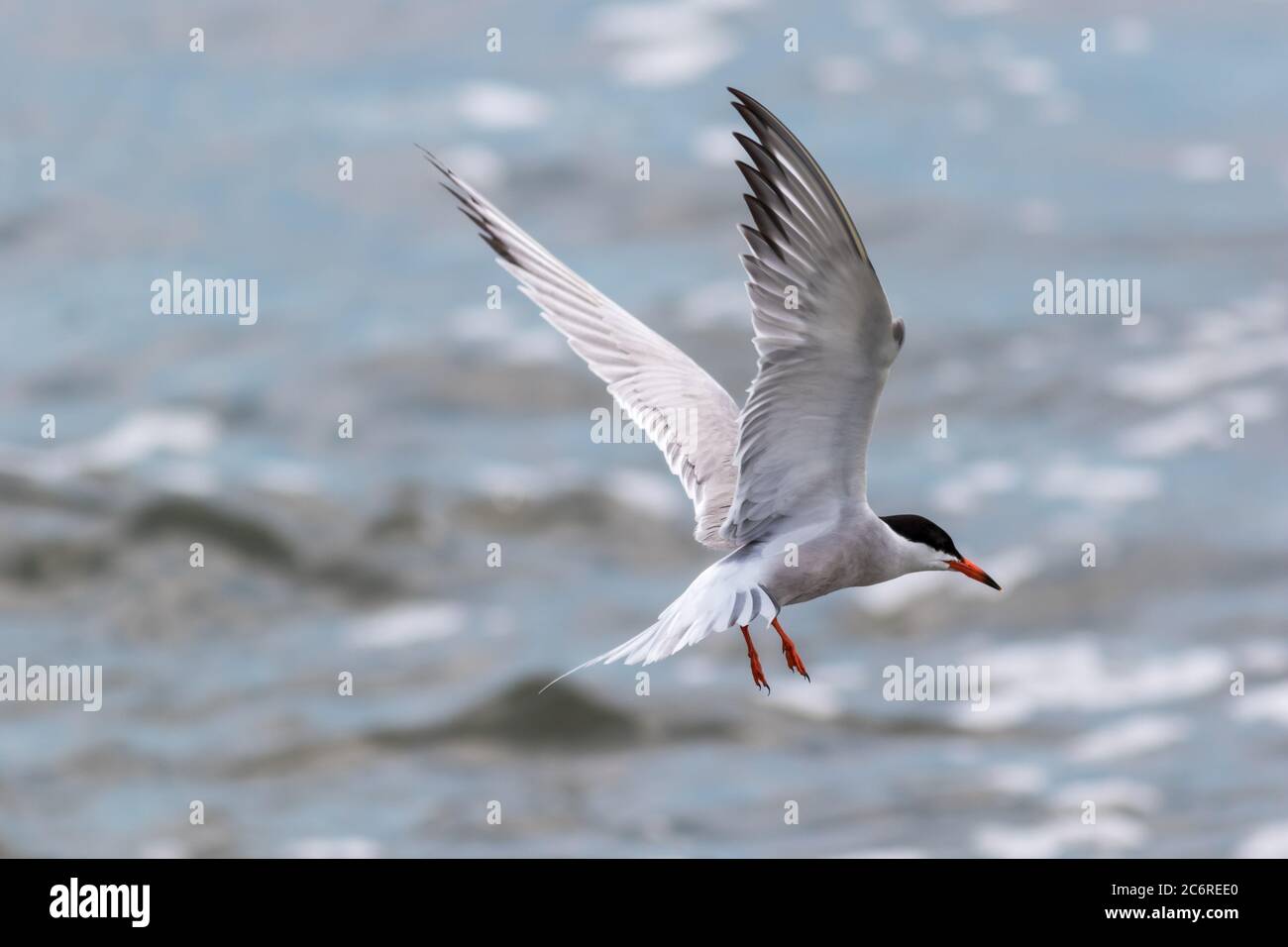 Common Tern, Sterna hirundo, in hovering pattern ready to dive for ...
