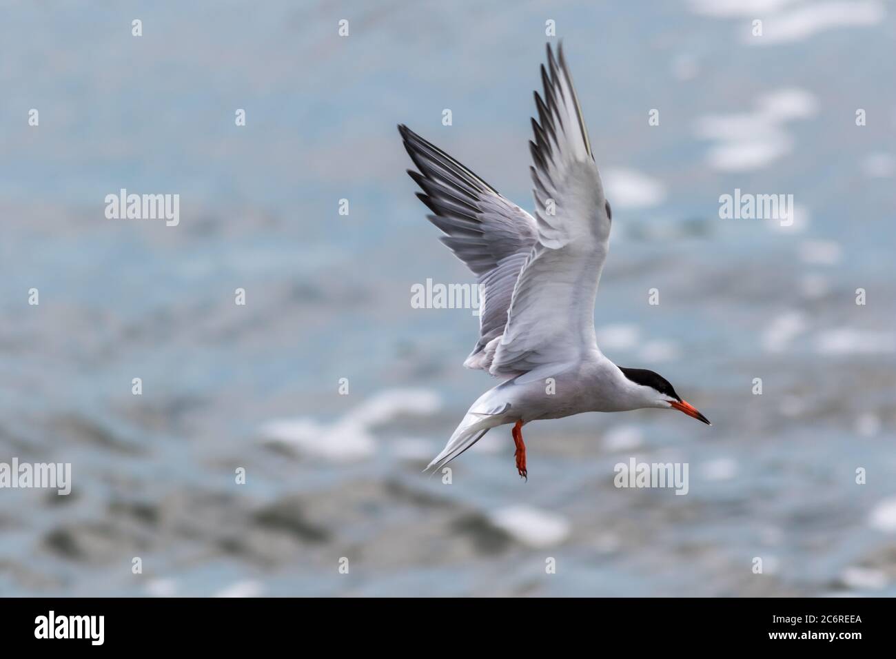 Common Tern, Sterna hirundo, in hovering pattern ready to dive for ...
