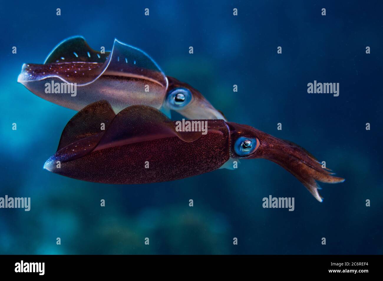 Caribbean Reef Squid cruising along the reef in Bonaire, The ...