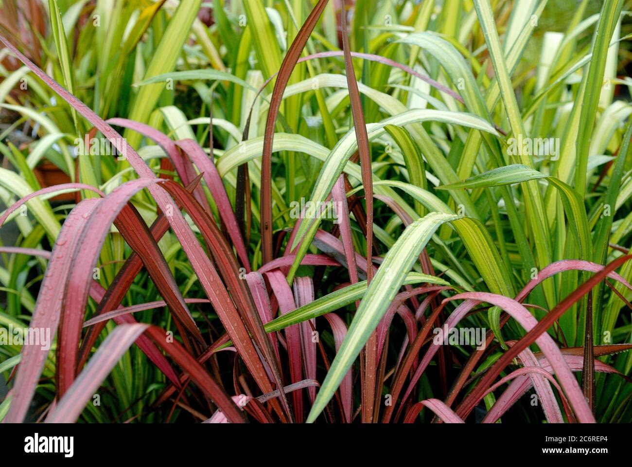 Phormium Yellow Wave, Phormium Yellow Wave Stock Photo - Alamy