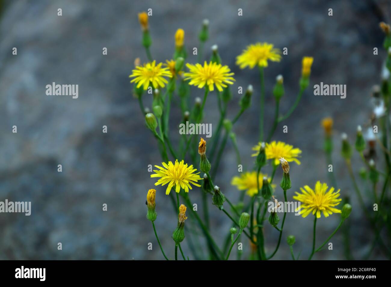 Illinois wildflowers hi-res stock photography and images - Alamy
