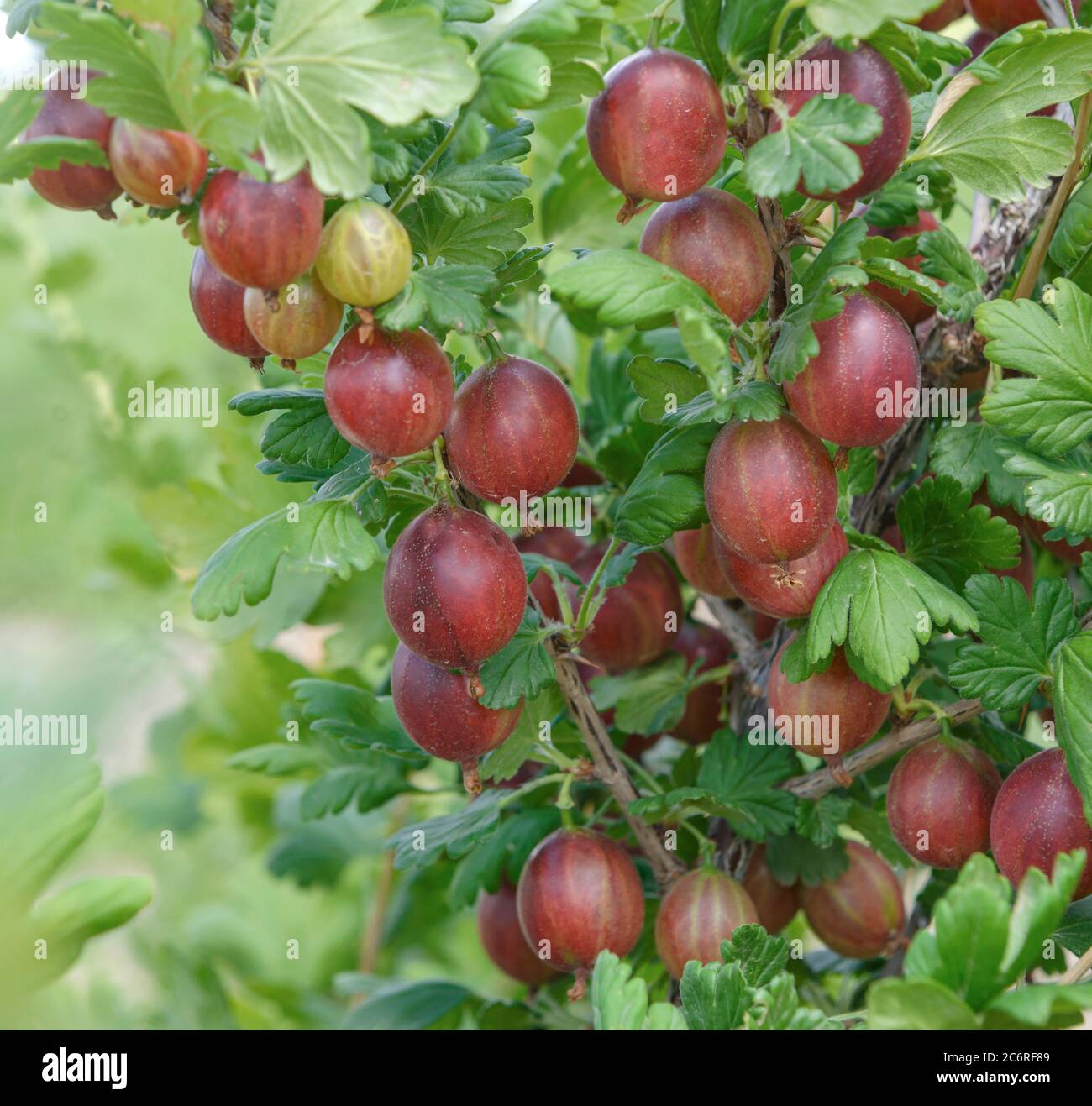 Stachelbeere Ribes uva-crispa Redeva, Gooseberry Ribes uva-crispa ...