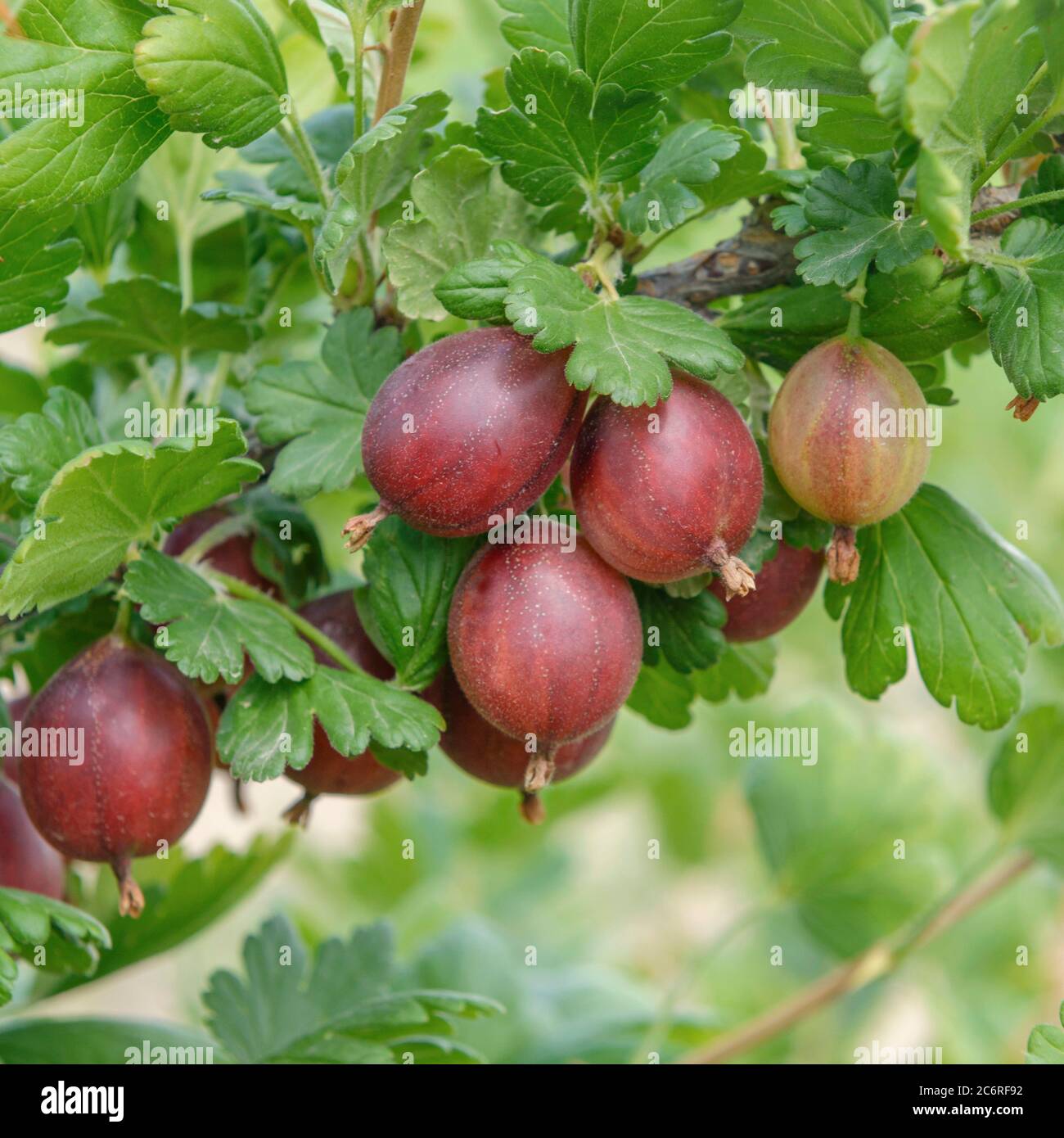Stachelbeere gooseberry hi-res stock photography and images - Alamy