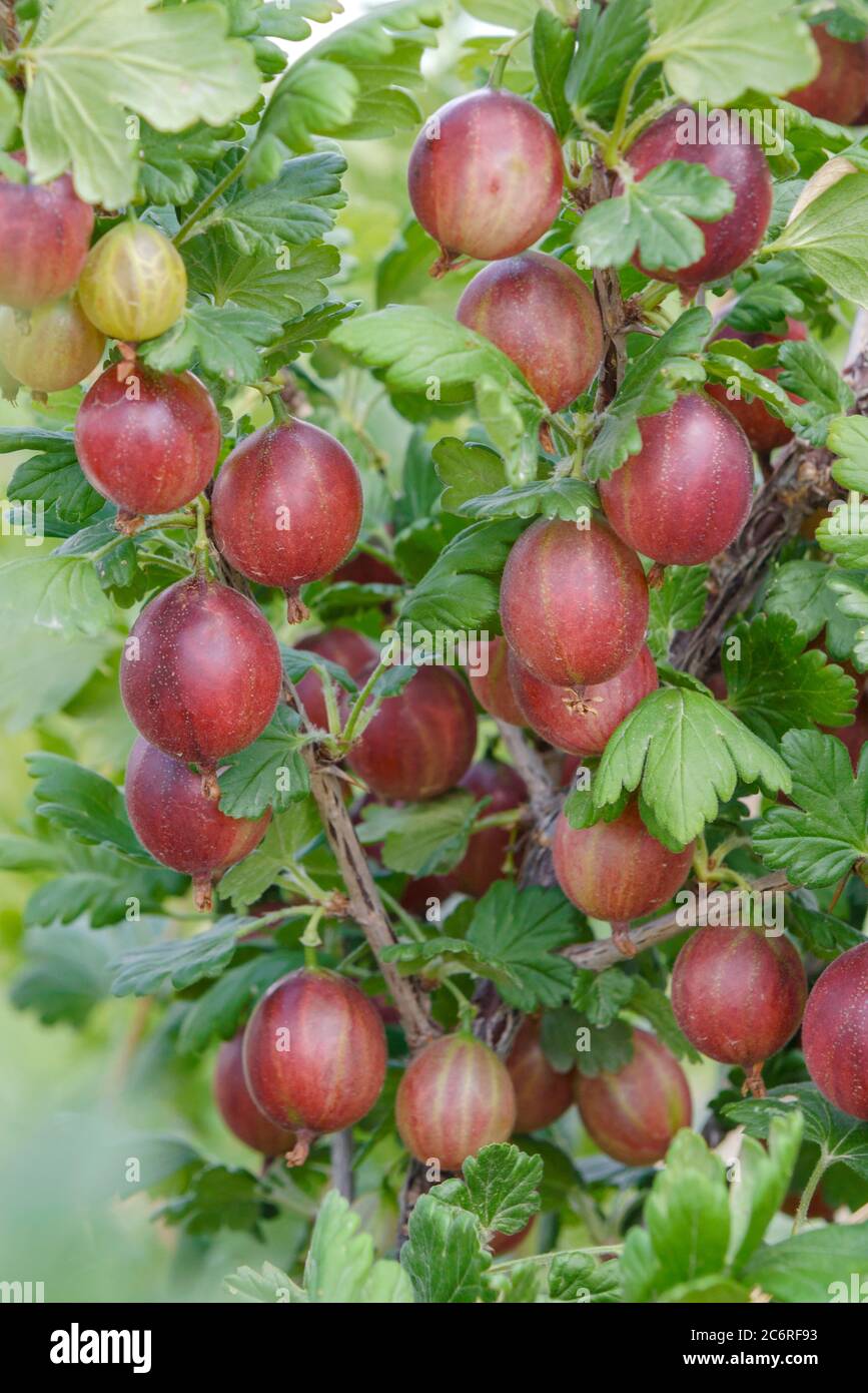 Stachelbeere Ribes uva-crispa Redeva, Gooseberry Ribes uva-crispa ...