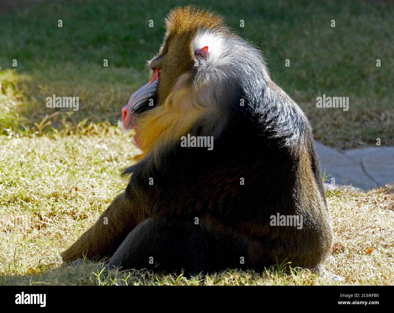 Baboon in the zoo Stock Photo - Alamy