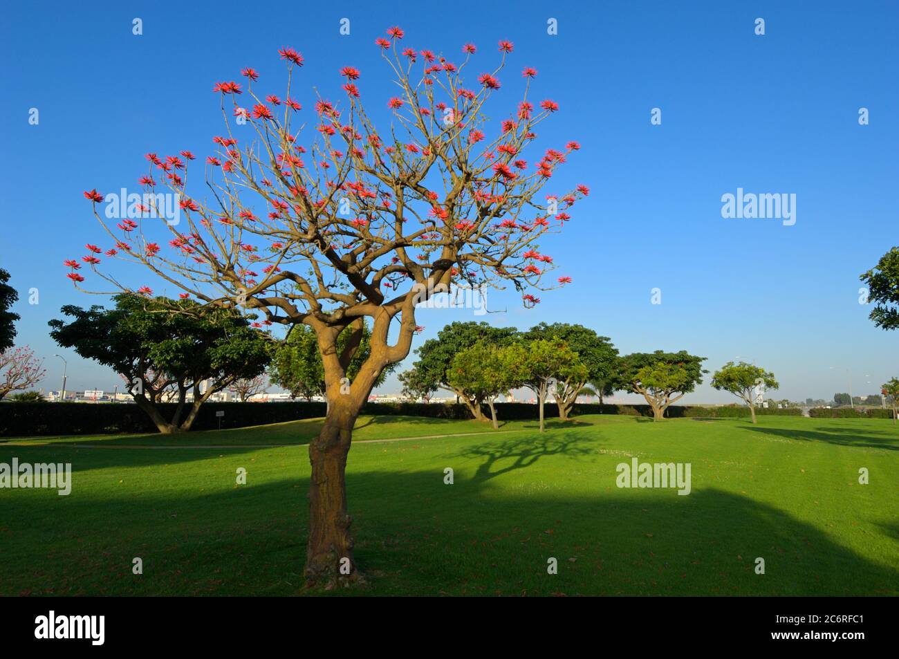 A red flowering tree (Erythrina caffra), Los Angeles CA Stock Photo - Alamy