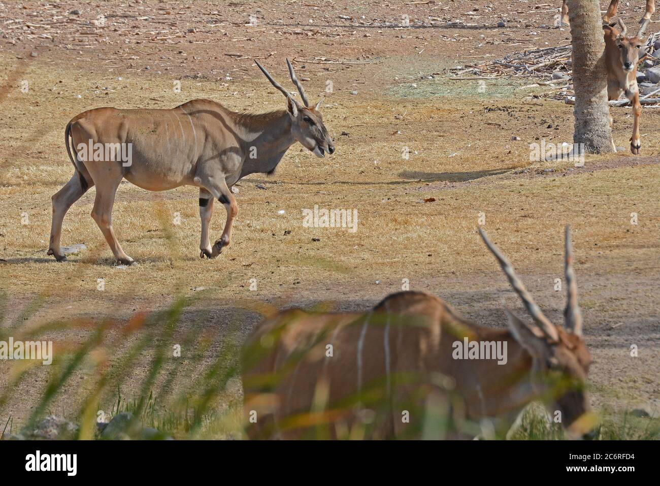A type of deer in a zoo, wandering around Stock Photo - Alamy
