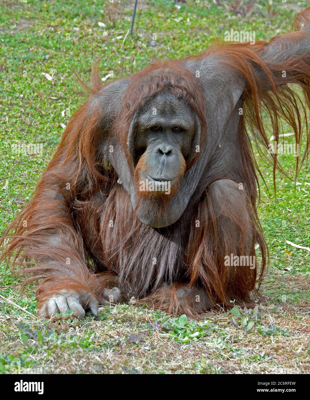Orangutan sitting on grass in a zoo and looing Stock Photo - Alamy