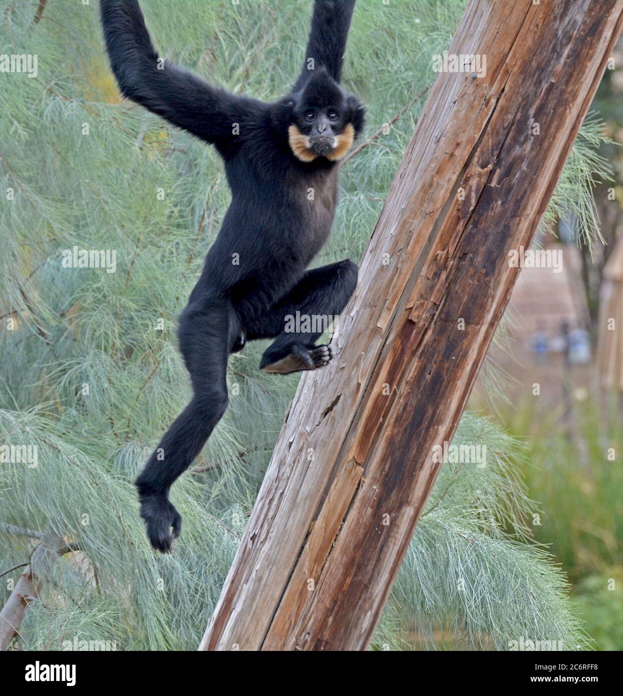 Monkey hanging hi-res stock photography and images - Alamy