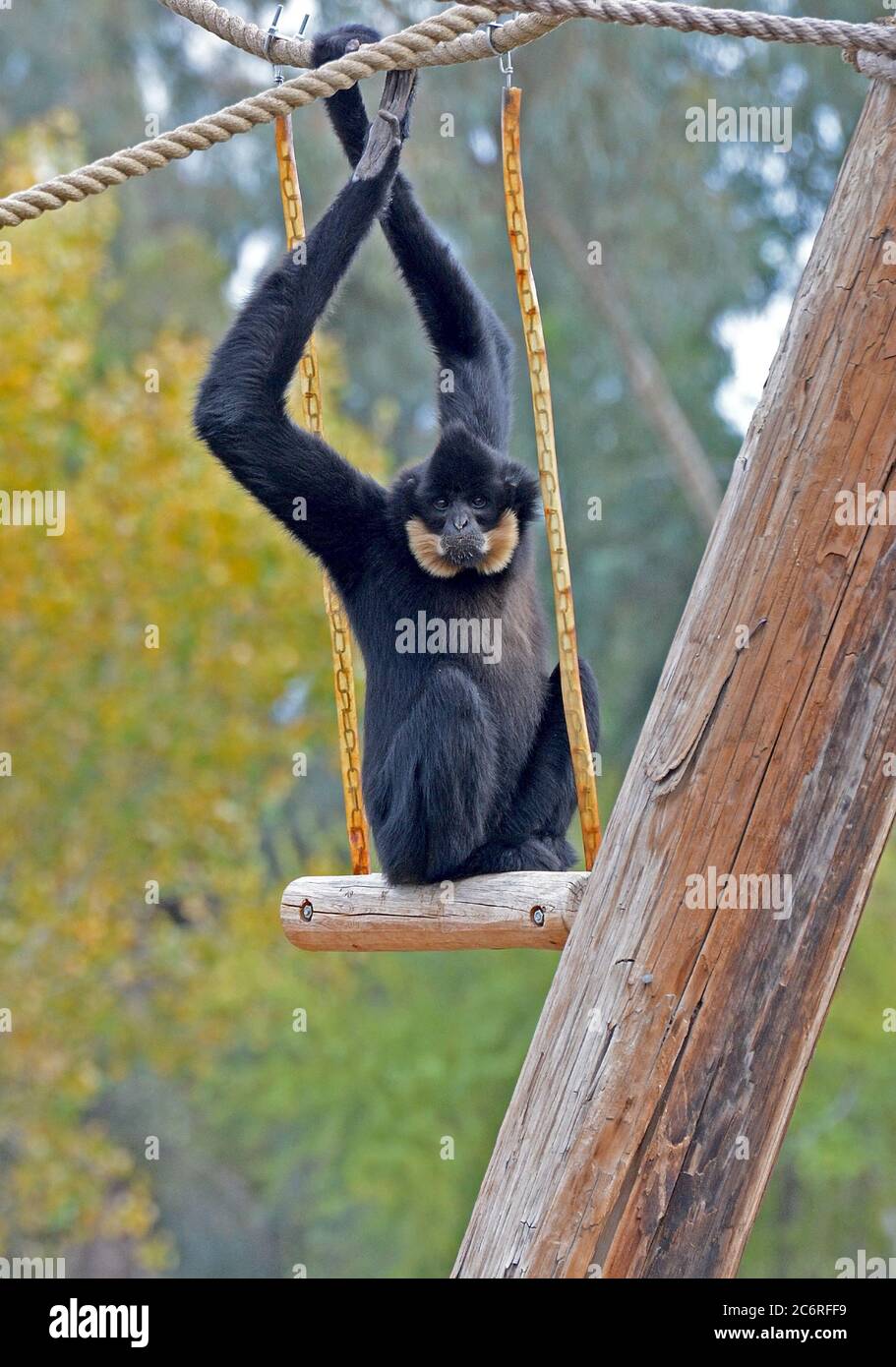 Monkey hanging from a height and looking straight to camera Stock Photo ...