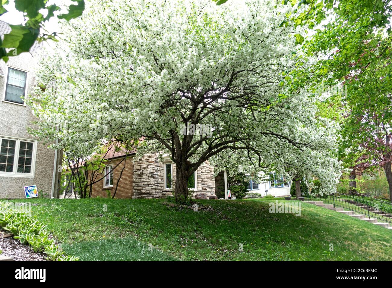 Beautiful blooming apple tree in front yard of neighborhood house. St ...