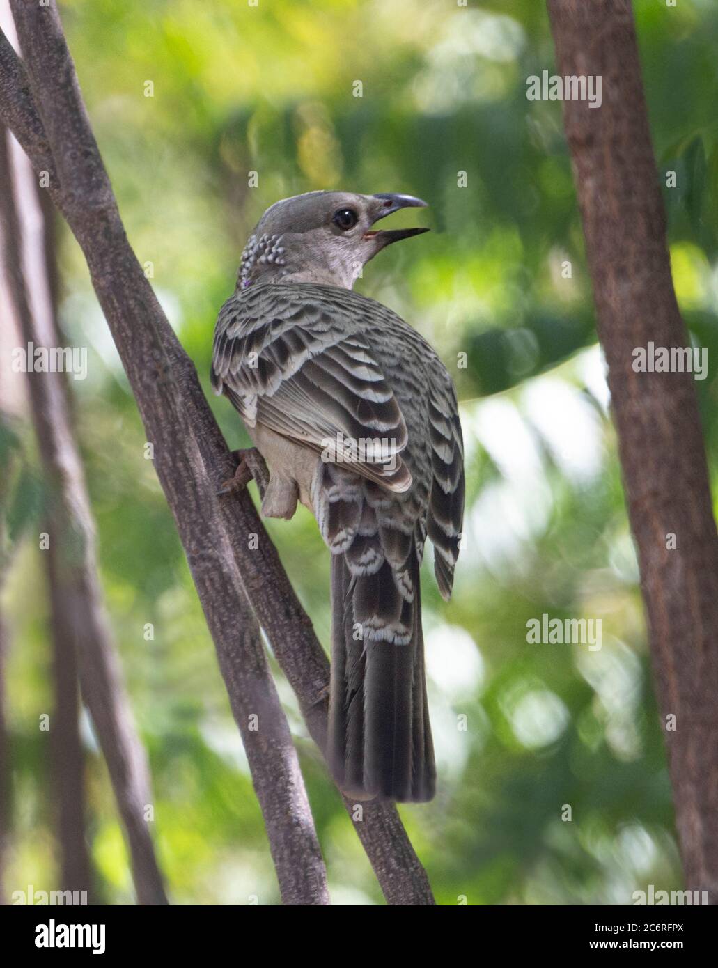 Male Great Bowerbird (Chlamydera nuchalis) perched in a tree with open ...
