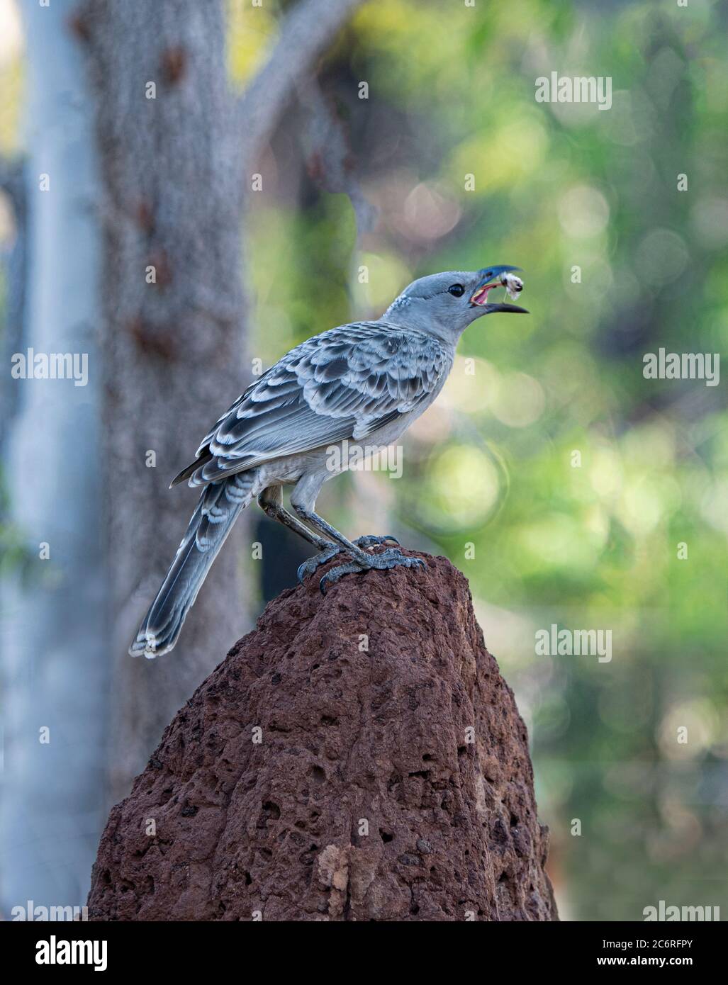 Termite feeding bird hi-res stock photography and images - Alamy