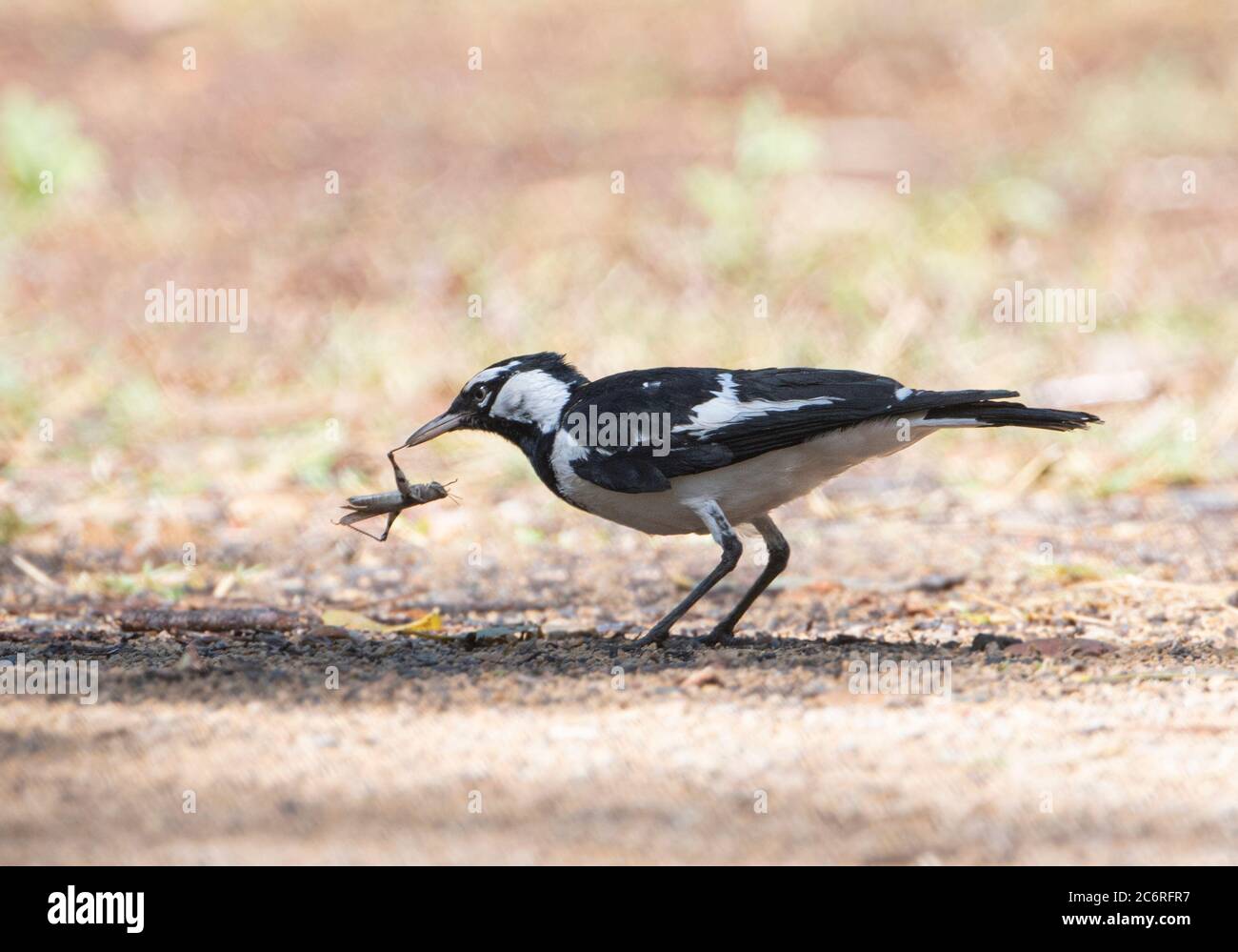 A Magpie Lark (Grallina cyanoleuca) with grasshopper prey in its beak ...