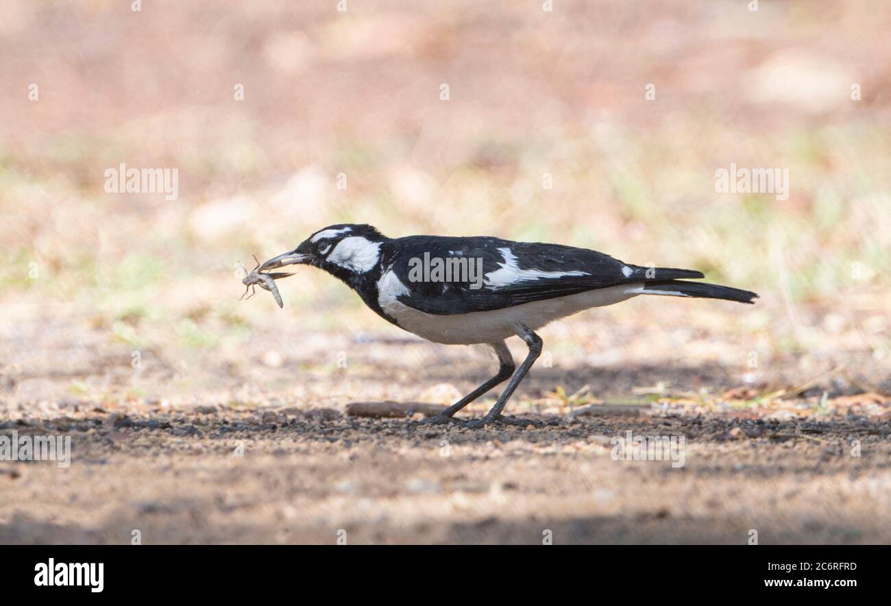 A Magpie Lark (Grallina cyanoleuca) with grasshopper prey in its beak ...