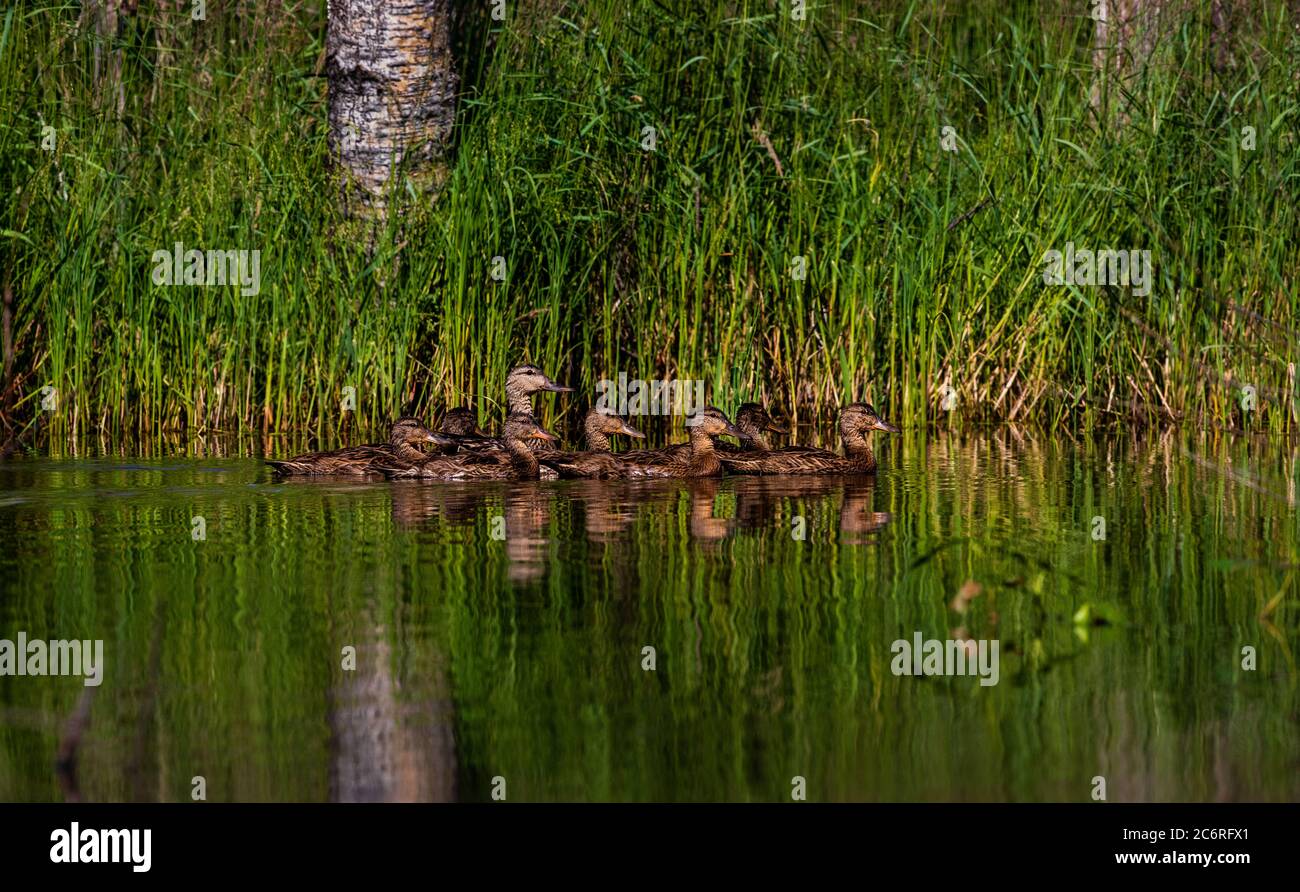 Blue-winged teal - hen and ducklings in northern Wisconsin Stock Photo ...