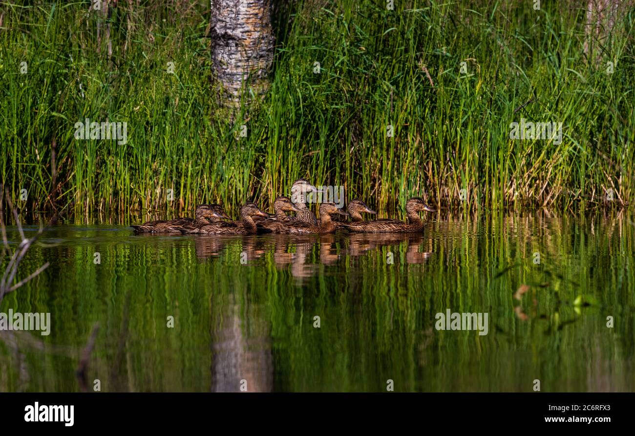 Blue-winged teal - hen and ducklings in northern Wisconsin Stock Photo ...