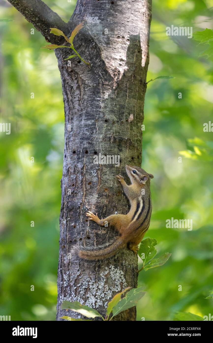 Young eastern chipmunk licking tree sap in northern Wisconsin Stock ...