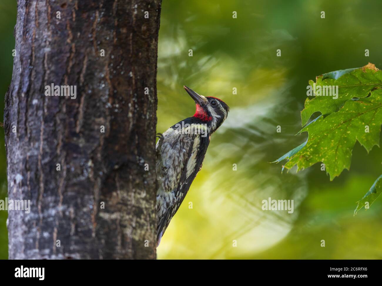 Male yellow-bellied sapsucker climbing an oak tree in northern ...