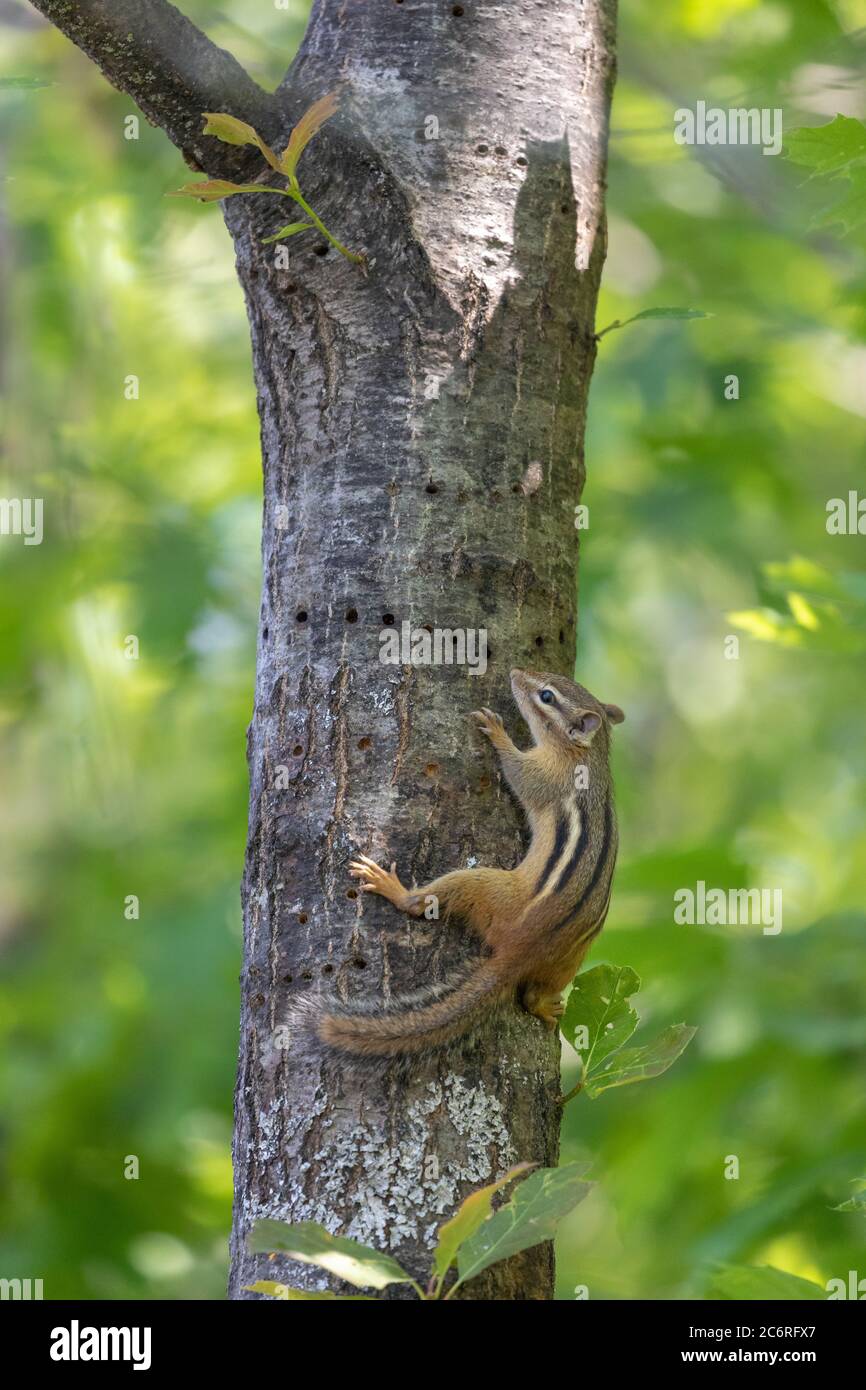 Young eastern chipmunk licking tree sap in northern Wisconsin Stock ...