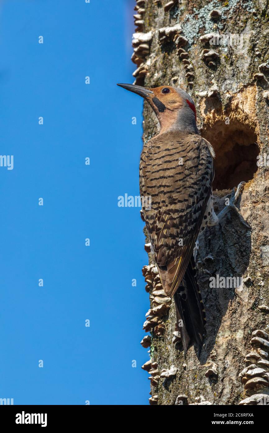 Male northern flicker at the nest hole in northern Wisconsin Stock ...