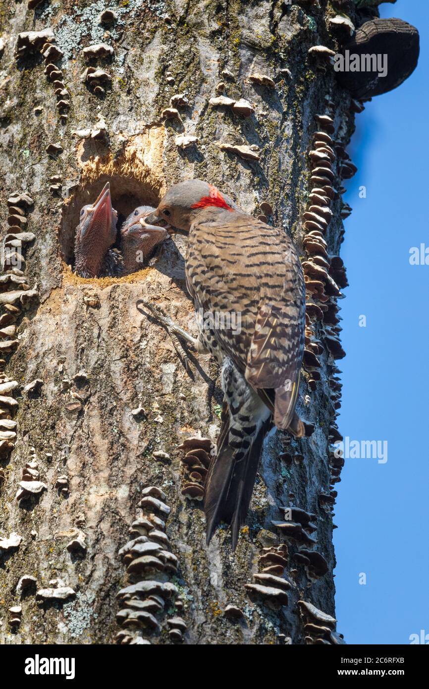 Male northern flicker at the nest hole in northern Wisconsin Stock ...