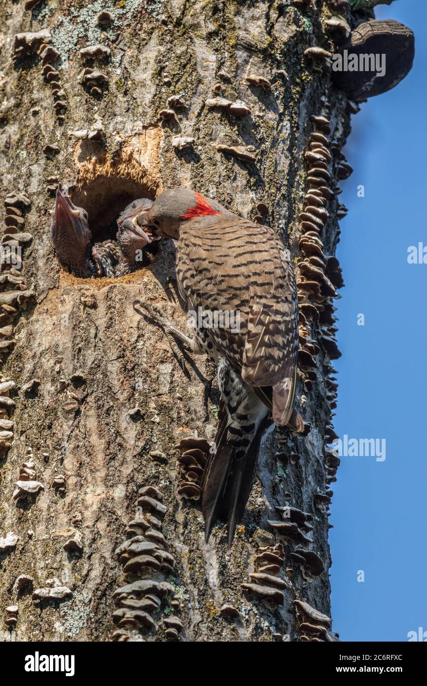 Male northern flicker at the nest hole in northern Wisconsin Stock ...