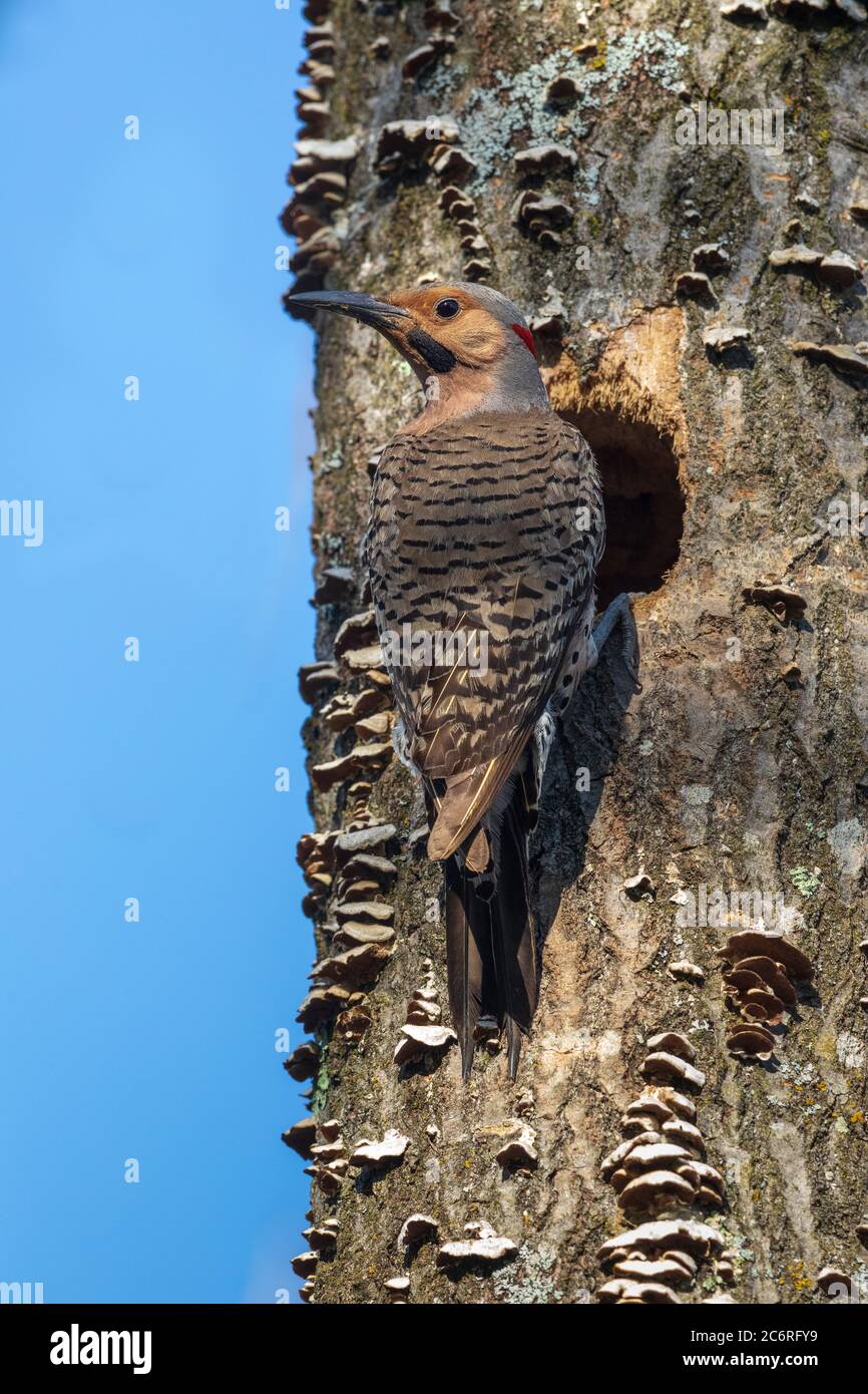 Male northern flicker at the nest hole in northern Wisconsin Stock ...