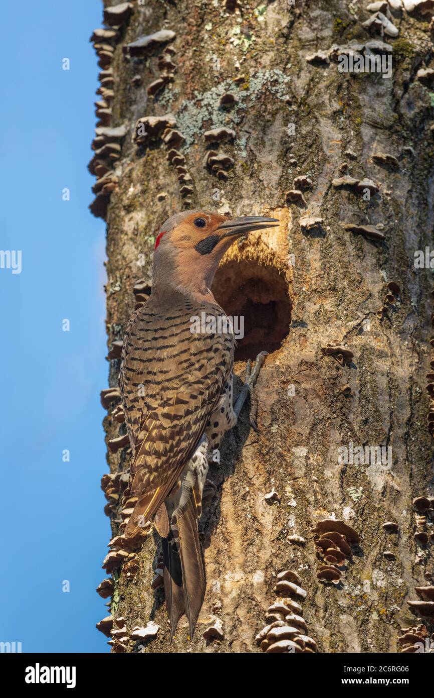 Male northern flicker at the nest hole in northern Wisconsin Stock ...