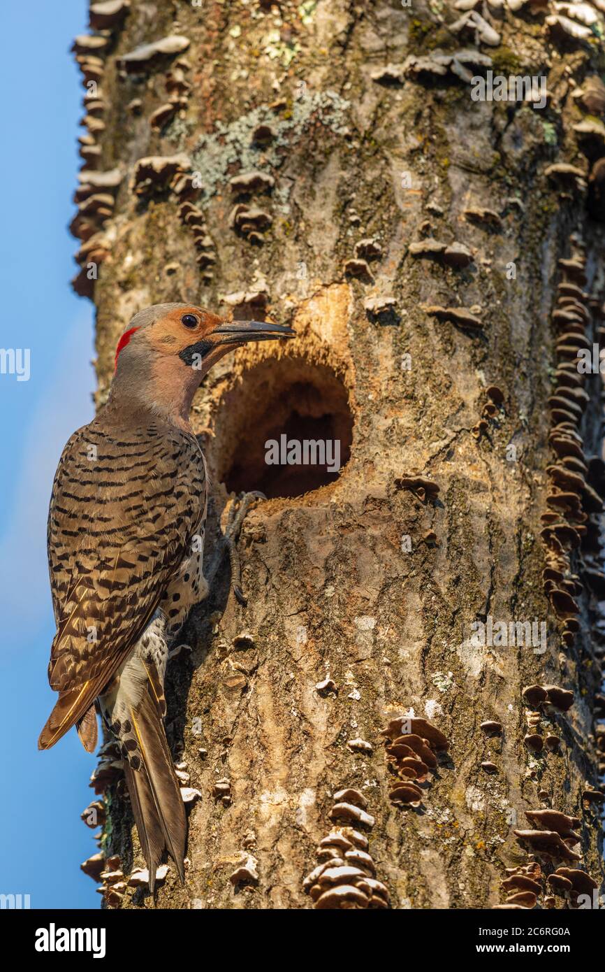 Male northern flicker at the nest hole in northern Wisconsin Stock ...