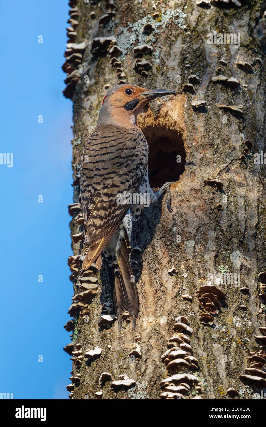 Male northern flicker at the nest hole in northern Wisconsin Stock ...