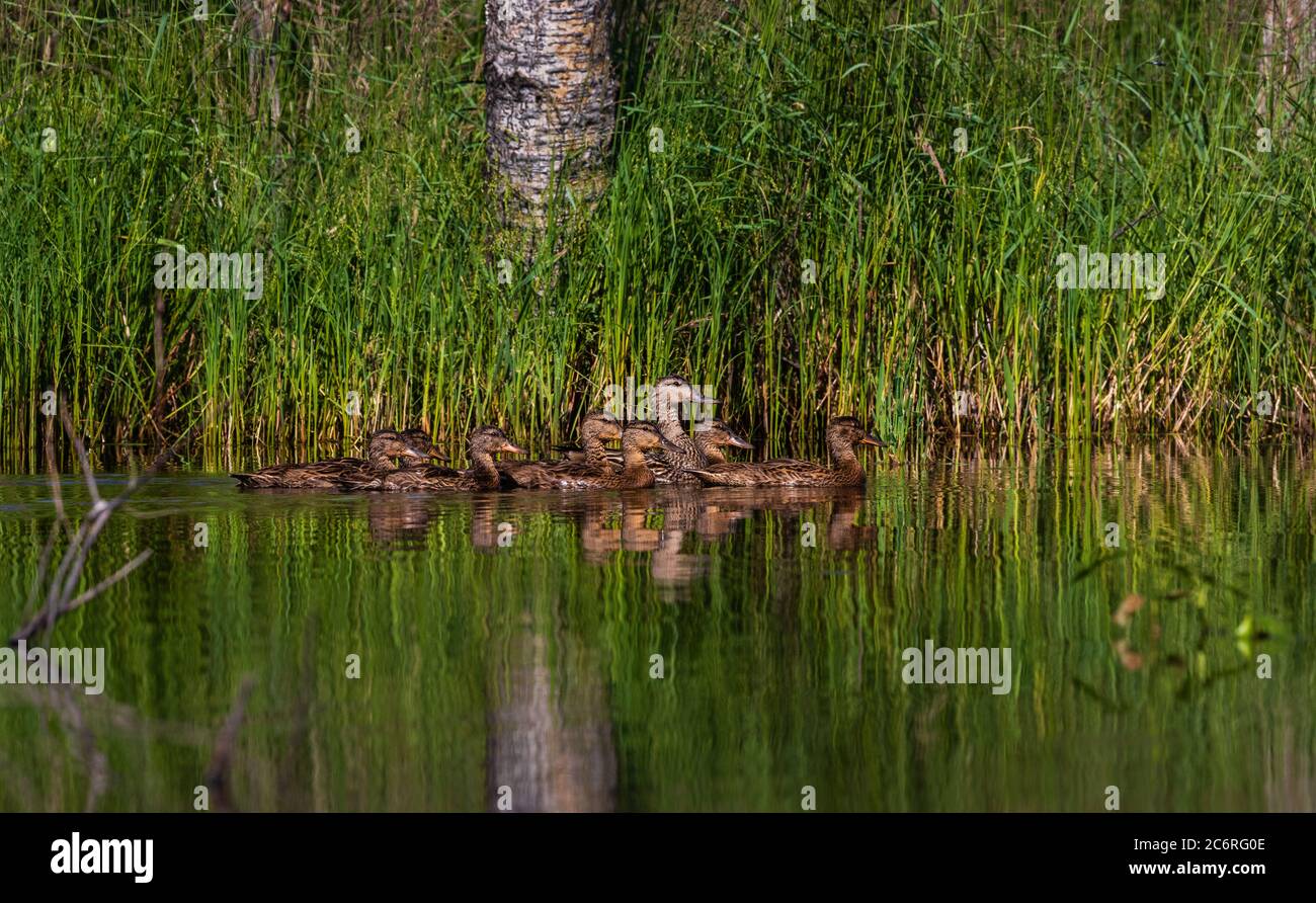 Blue-winged teal - hen and ducklings in northern Wisconsin Stock Photo ...