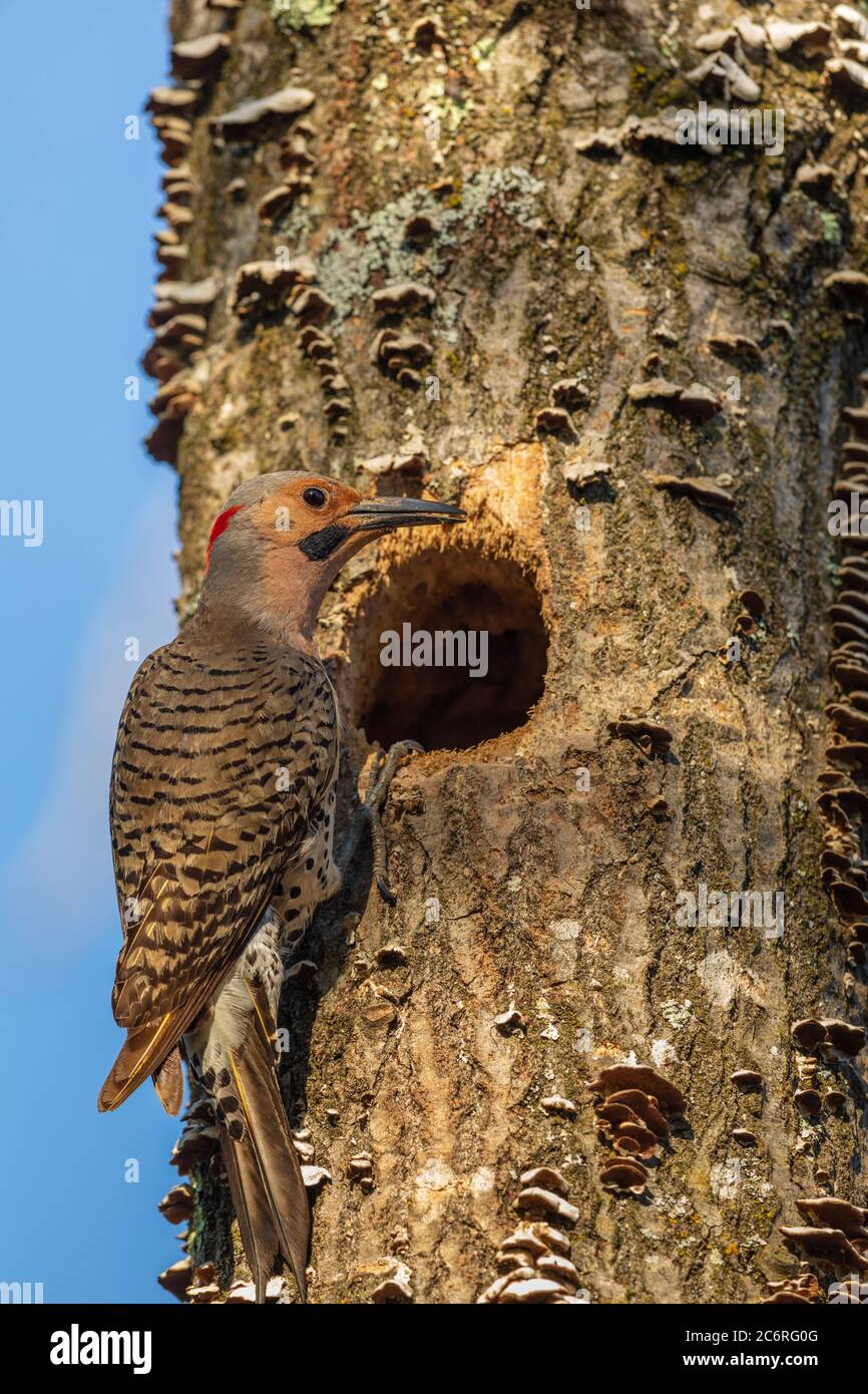 Male northern flicker at the nest hole in northern Wisconsin Stock ...