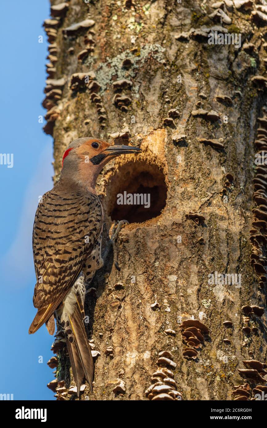 Male northern flicker at the nest hole in northern Wisconsin Stock ...