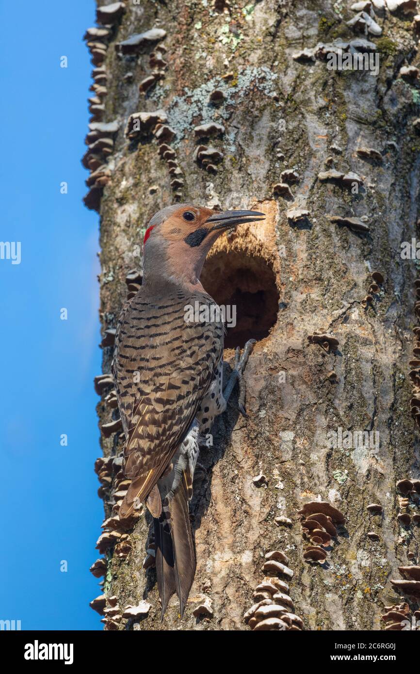 Male northern flicker at the nest hole in northern Wisconsin Stock ...