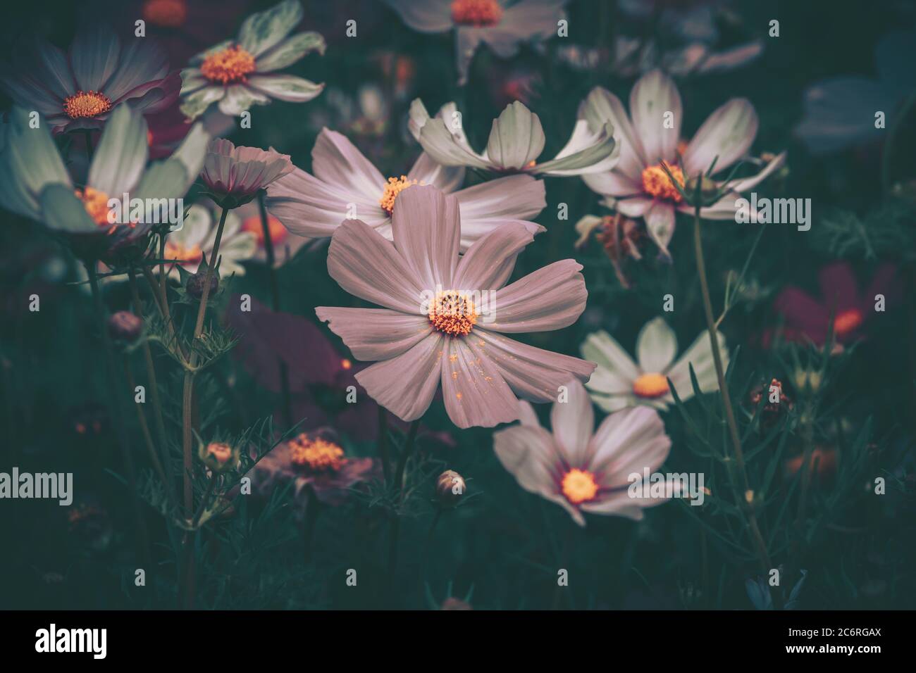 Cosmos flowers field background; vintage style Stock Photo - Alamy